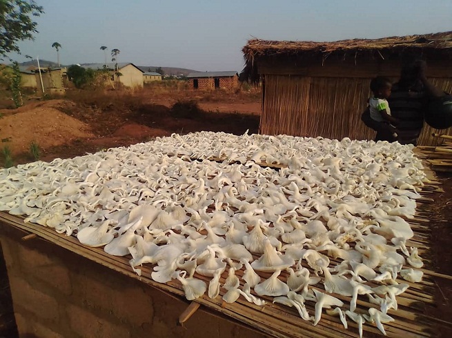 Togo : Le PPAAO appuie la production de champignons comestibles (Vidéo)